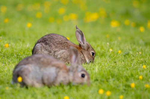 Toltrazuril: The Best Rabbit De-wormer