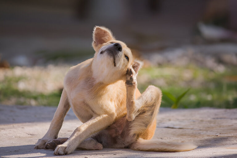 Understanding Coccidia In Dogs & Cats: Symptoms, Diagnosis, And Treatment