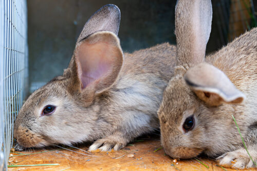 Toltrazuril 5%: Ultimate Rabbit Worming Solution