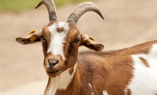 Coccidiosis and Diarrhea in Goats - Total Tails