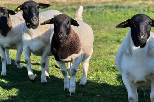 Exploring The Various Uses Of Dorper Sheep - Versatile And Efficient ...
