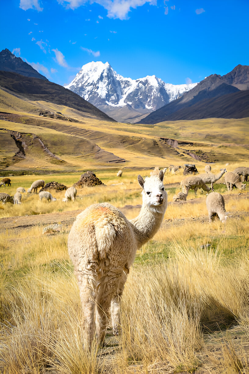 The Ultimate Guide: Caring For Alpacas And Toltrazuril's Gentle Giants