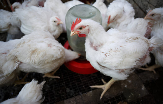 Expert Tips For Buying Baycox On Amazon