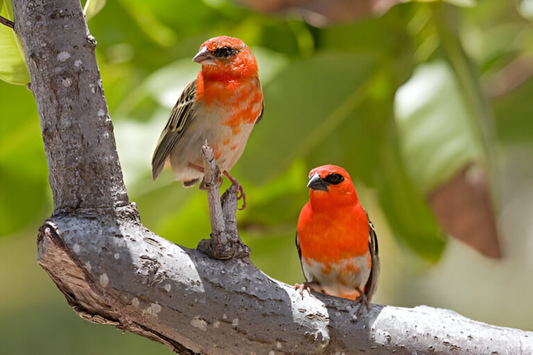 Effective Coccidia Treatment- Toltrazuril For Birds Explained