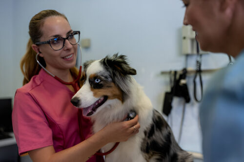 Coccidia In Dogs - Symptoms, Causes, And How To Treat It