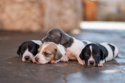 Ultimate Guide To Coccidia In Puppies: Symptoms, Treatment, And Prevention