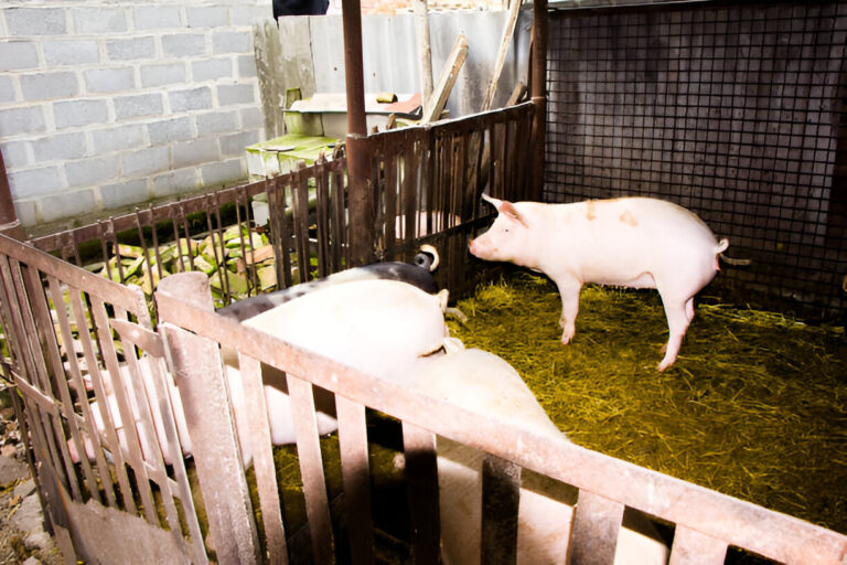 Toltrazuril For Pigs And Swine- Comprehensive Guide To Coccidiosis ...