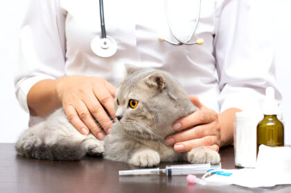Albon For Cats Side Effects- Risks, Symptoms & Safer Alternatives