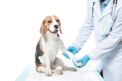 Understanding Coccidiosis In Dogs And Puppies- Symptoms, Treatment, And ...
