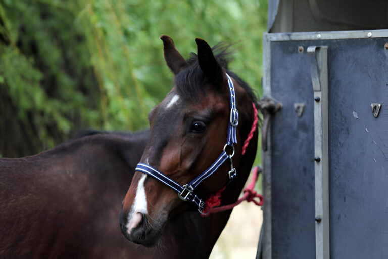 Understanding EPM In Horses: Symptoms And Diagnosis