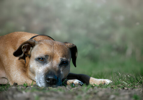 Coccidia In Dogs And Puppies: Complete Health Guide