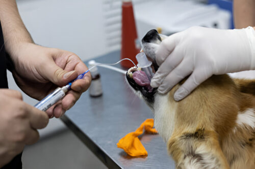 Toltrazuril Oral Solution For Coccidiosis Treatment