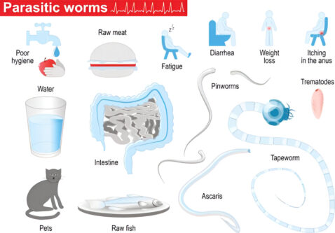 Fast And Effective Pinworm Treatment With Albendazole | Safe Dosage Guide