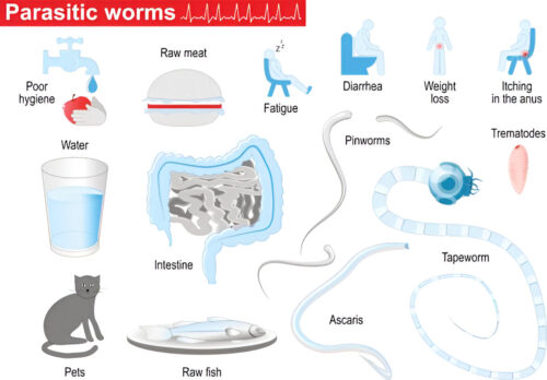 Fast And Effective Pinworm Treatment With Albendazole | Safe Dosage Guide
