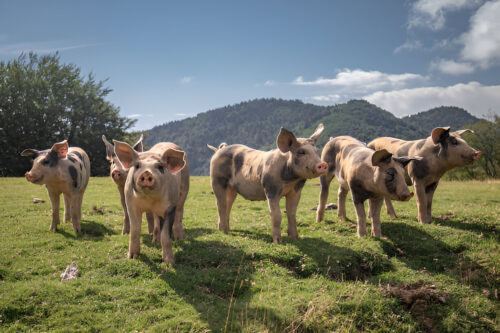 Albendazole For Pigs- Safe Dosage, Easy Administration, And More