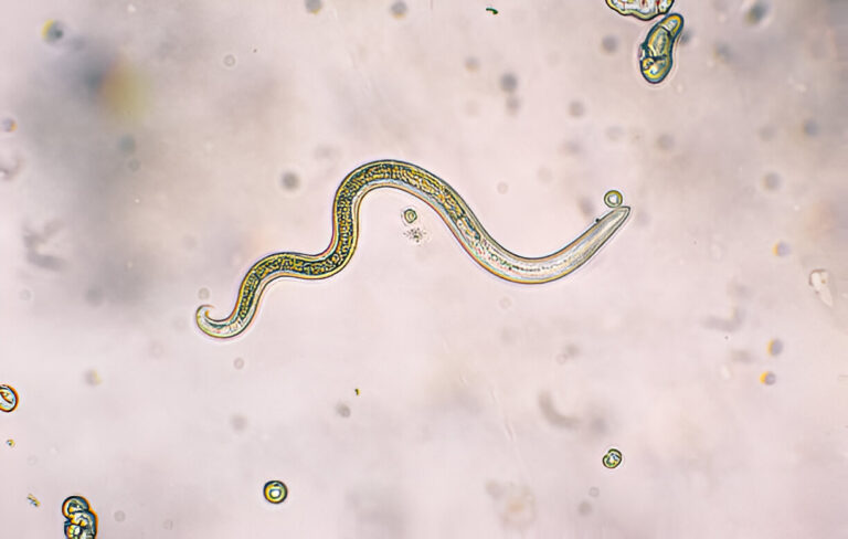 Roundworm Behaviors: A Guide to Survival in 2025