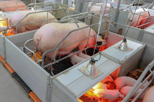 Toltrazuril Liquid Solution For Pigs | Effective Pig Parasite Treatment