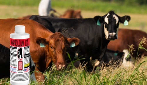 Amprolium Liquid Solution For Cattle: Coccidiosis Cure