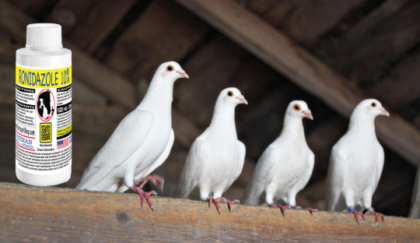 Ronidazole Liquid Solution For Pigeons: Effective Cure