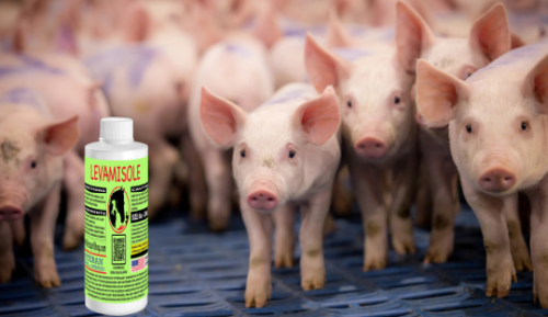 Levamisole Solution For Swine: Effective Parasite Control